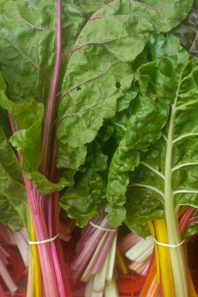 Chard, Rainbow – Lia's Garden at CommonWealth