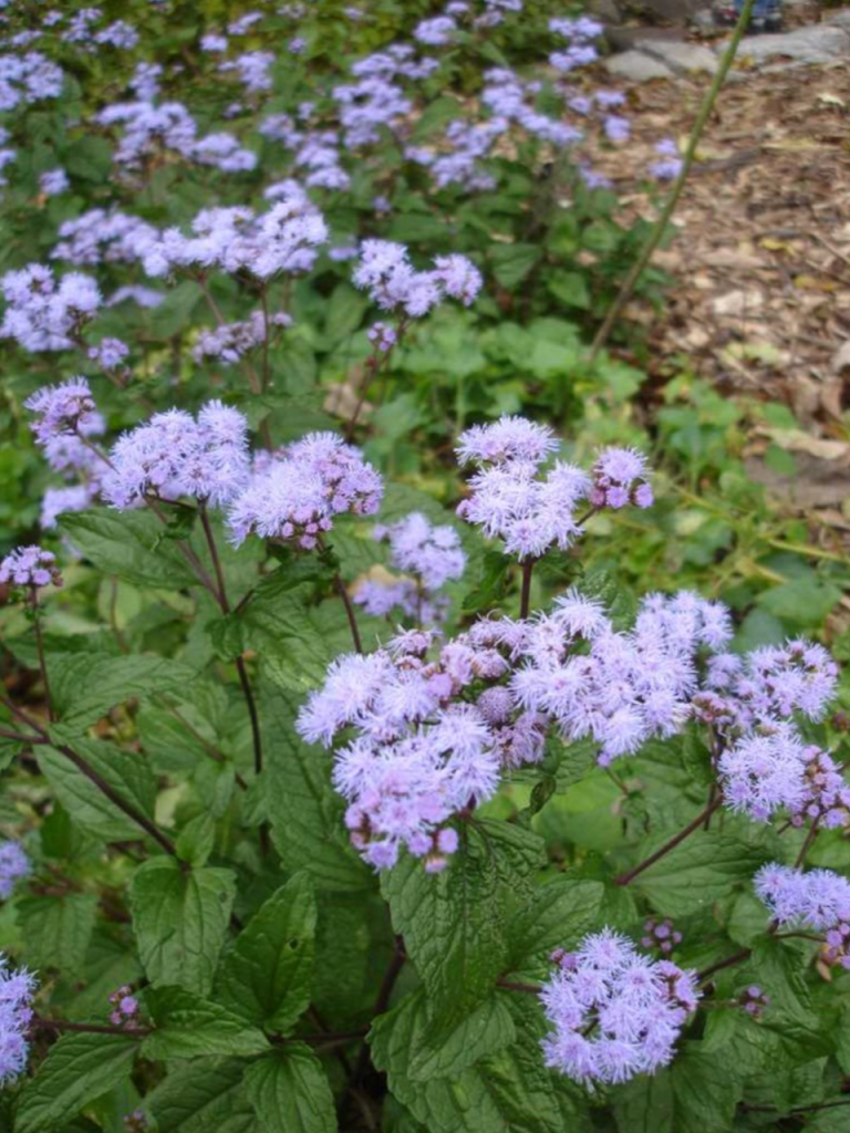 Blue Mistflower – Lia's Garden at CommonWealth