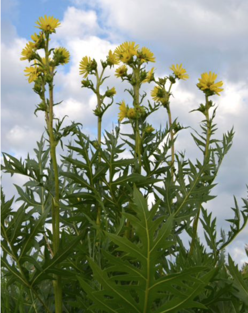 Compass Plant – Lia's Garden at CommonWealth