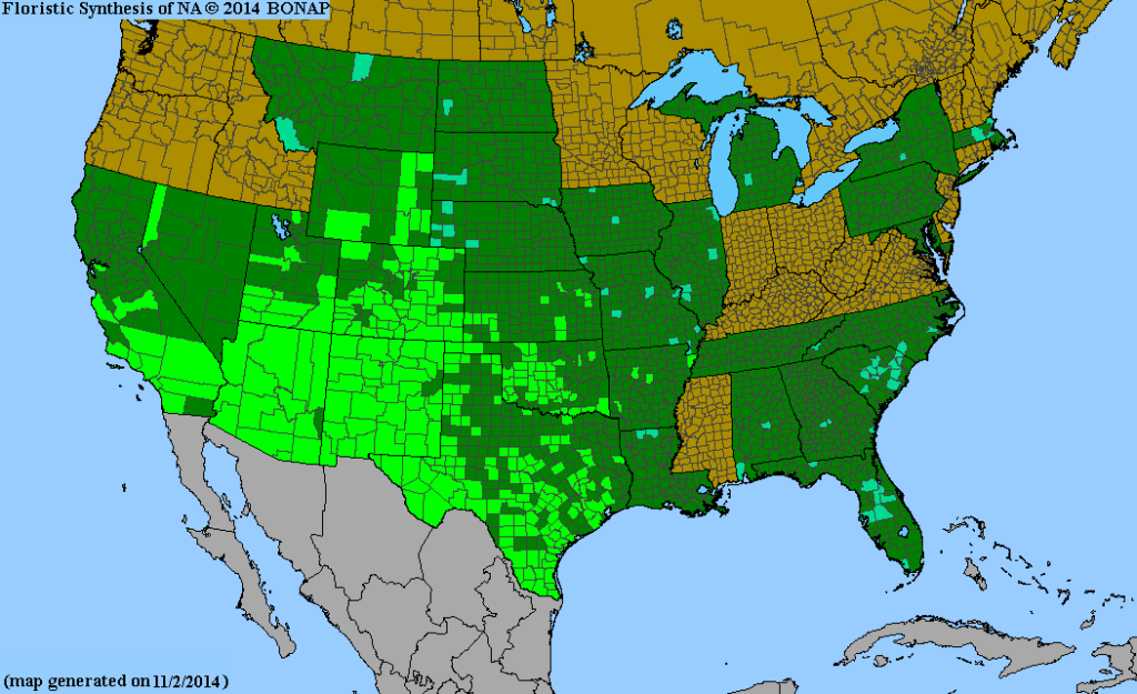 Golden Crownbeard – Lia's Garden at CommonWealth