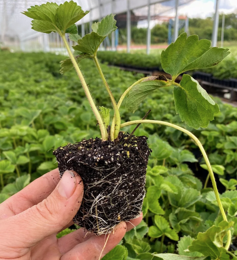 Strawberry Plugs Lia S Garden At Commonwealth